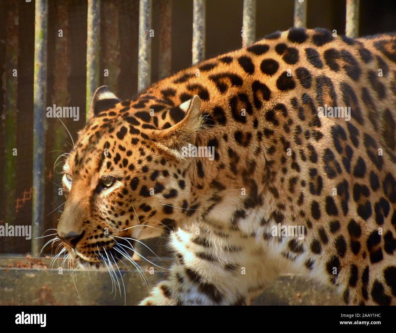 Iranian leopard hi-res stock photography and images - Alamy