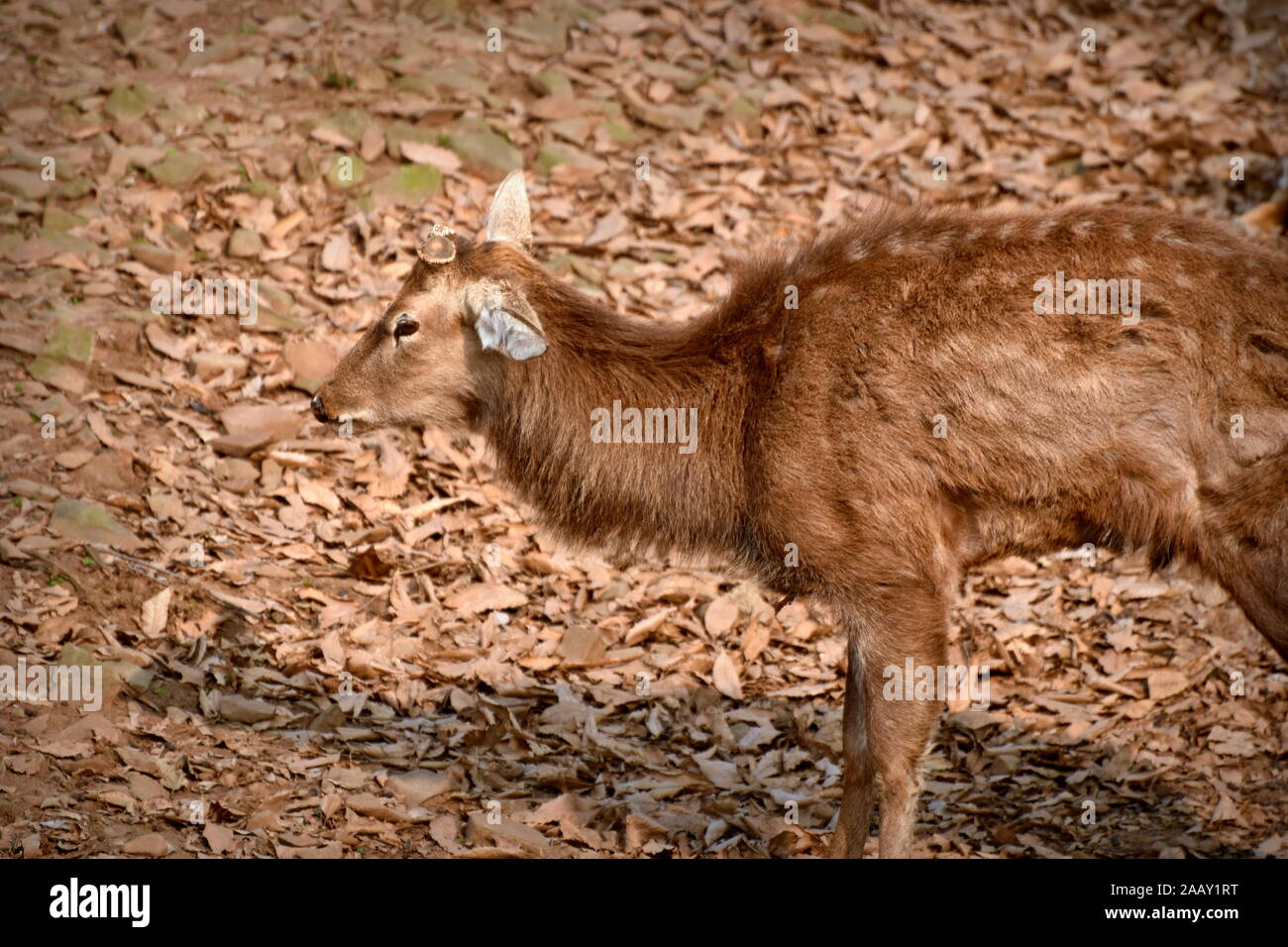 Zoo formosan sika deer hi-res stock photography and images - Alamy