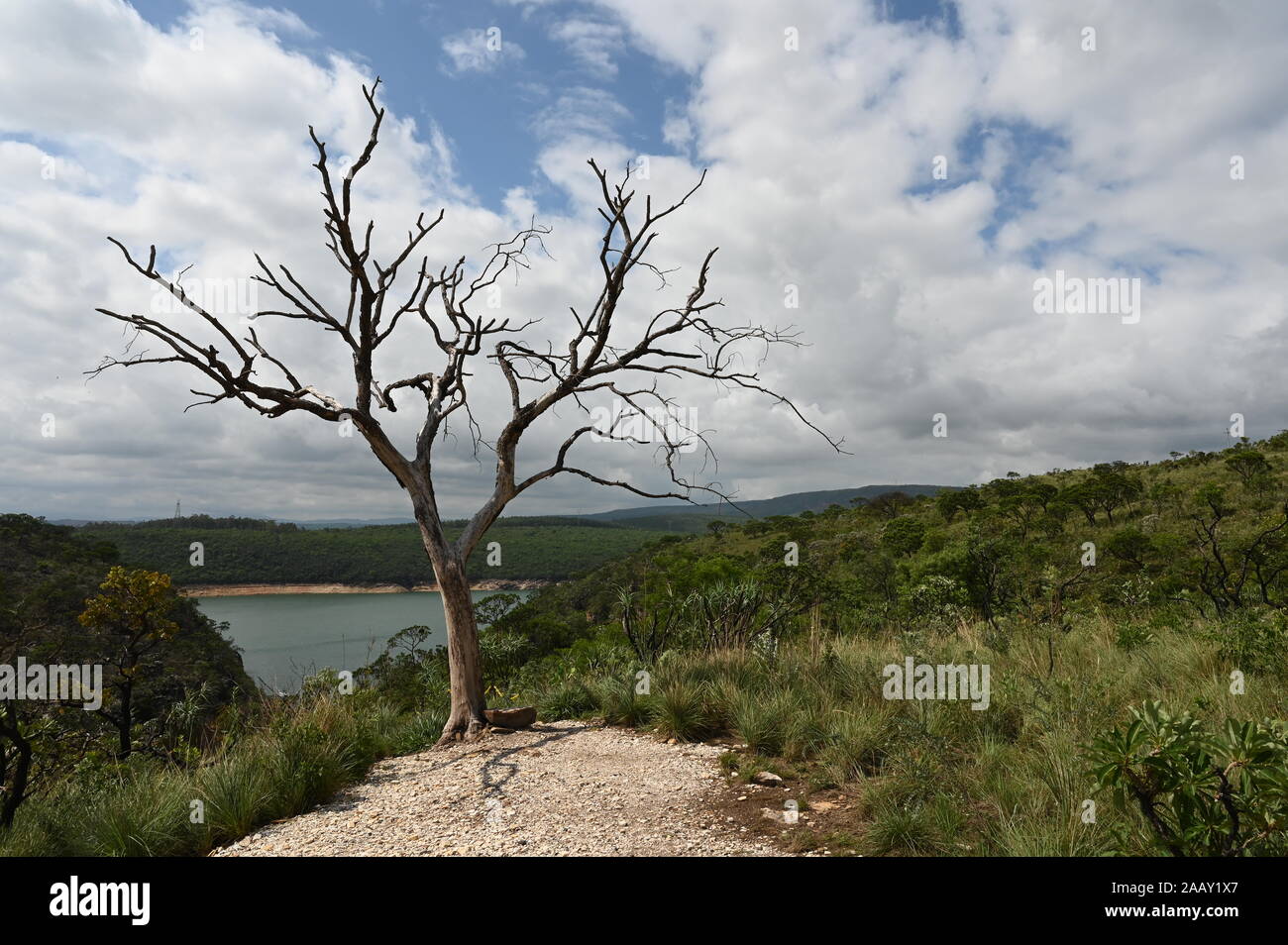 Dry tree hi-res stock photography and images - Alamy