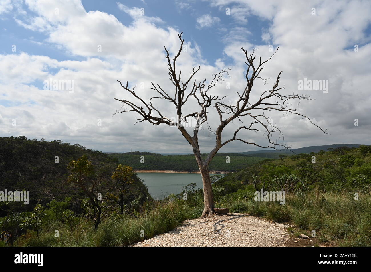 Dry climate tree hi-res stock photography and images - Alamy