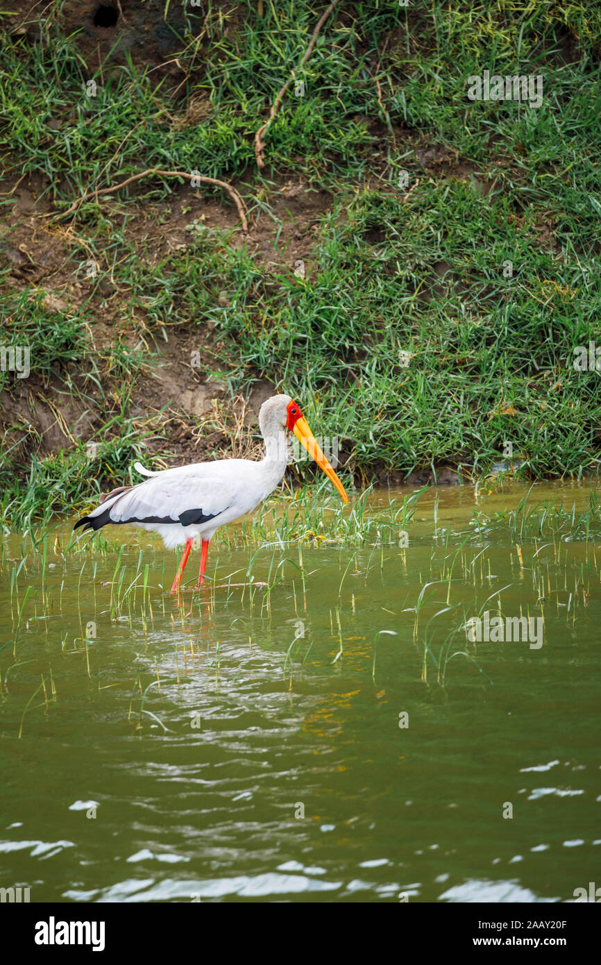 Yellow-billed stork (Mycteria ibis) waterside on the banks of the ...