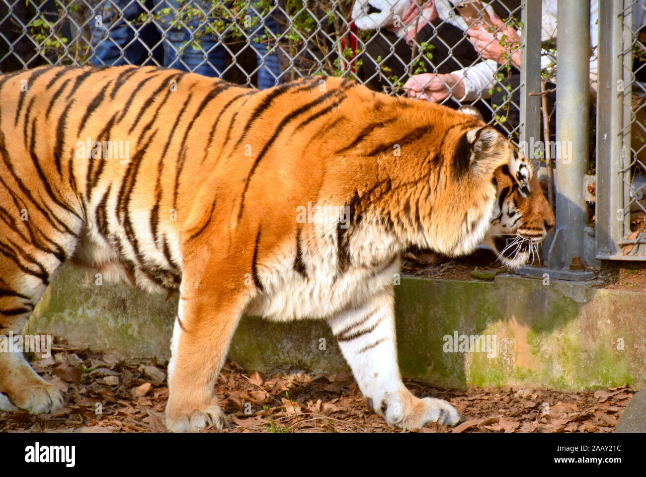 Captive tiger by cage fence Stock Photo - Alamy