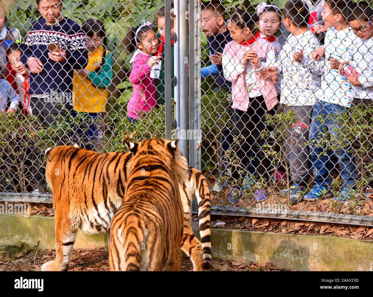 China tiger cage hi-res stock photography and images - Alamy