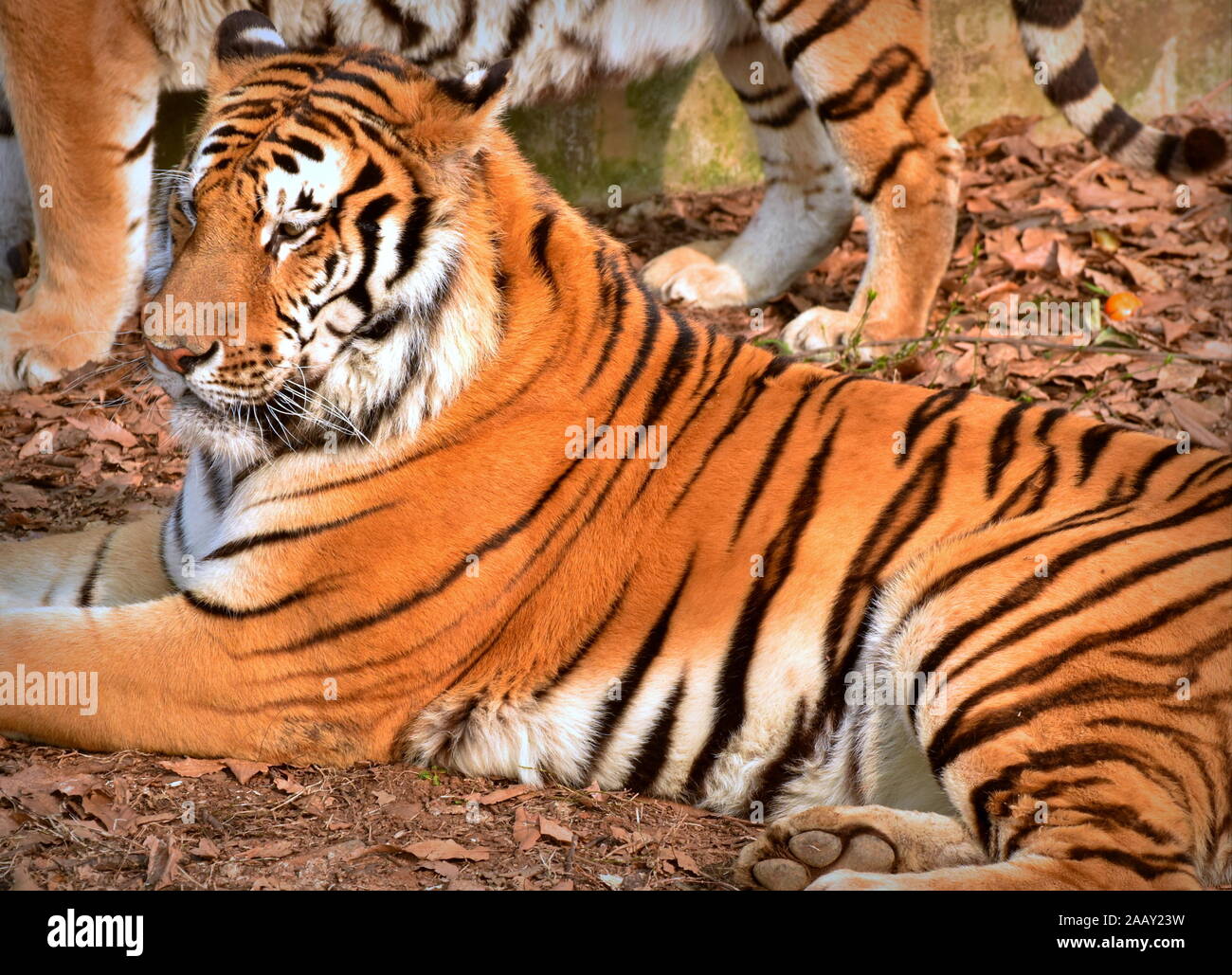 Tiger close-up lying down Stock Photo - Alamy