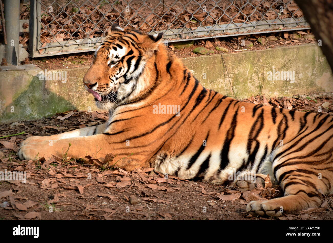 Tiger close-up lying down Stock Photo - Alamy
