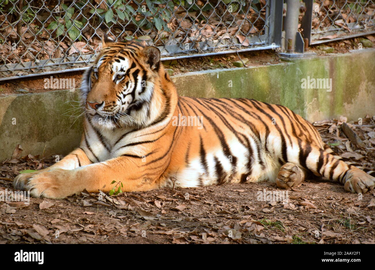 Lying down tiger hi-res stock photography and images - Alamy