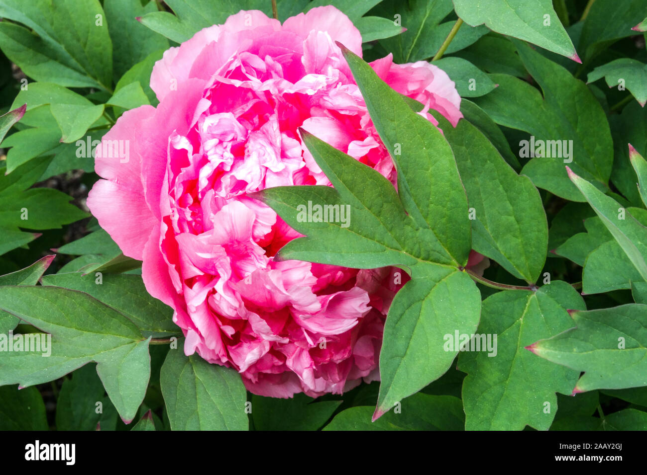 Chinese tree pink Peony Paeonia x suffruticosa Chang Zhi Fu Rong Stock ...