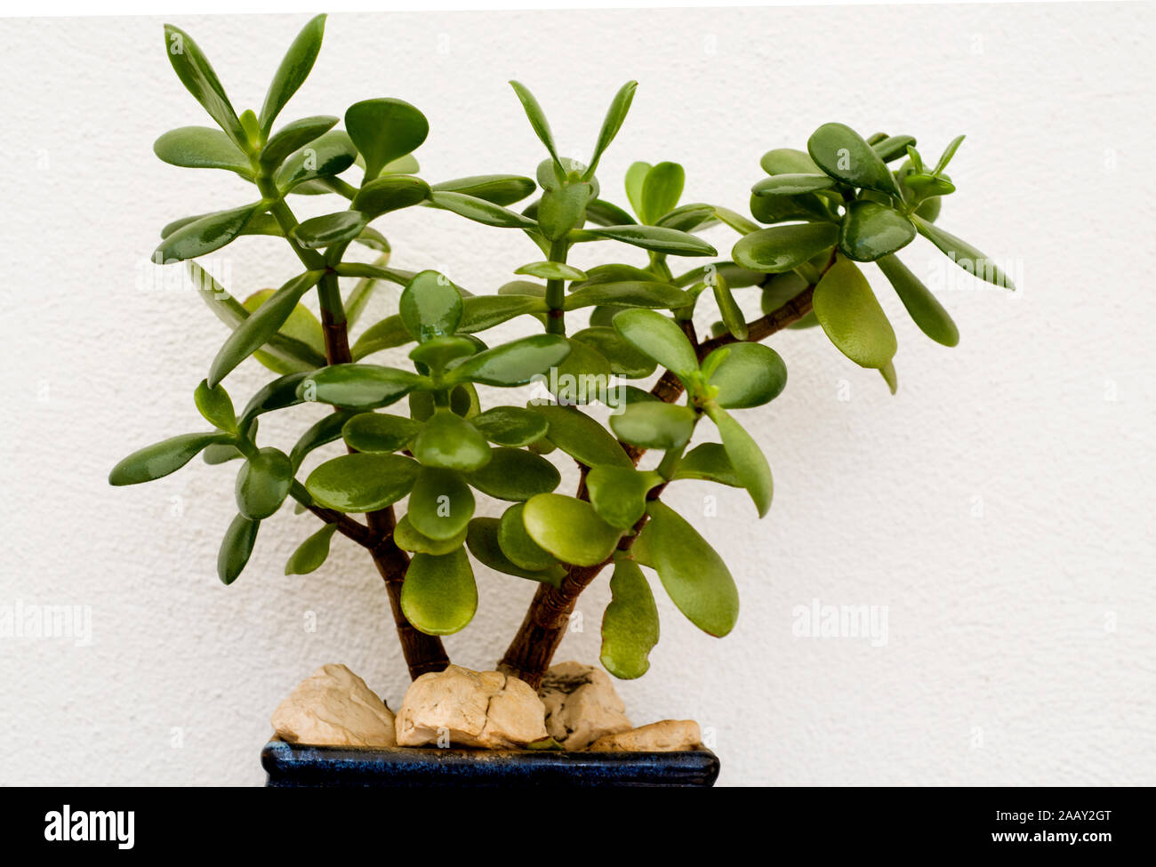 succulent bright jade vine plant on white background Stock Photo - Alamy