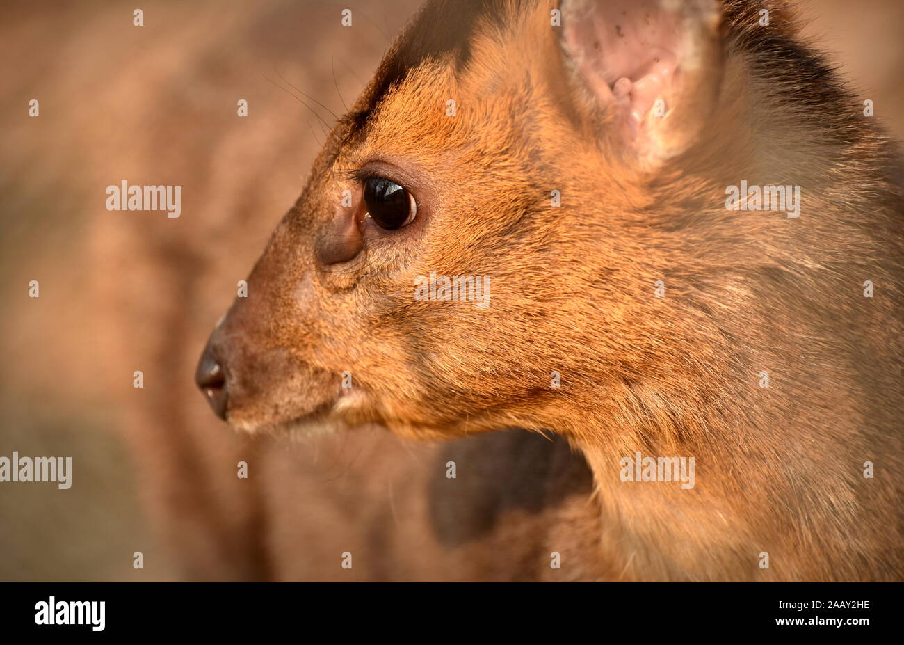 Muntjac deer side face close-up portrait Stock Photo - Alamy