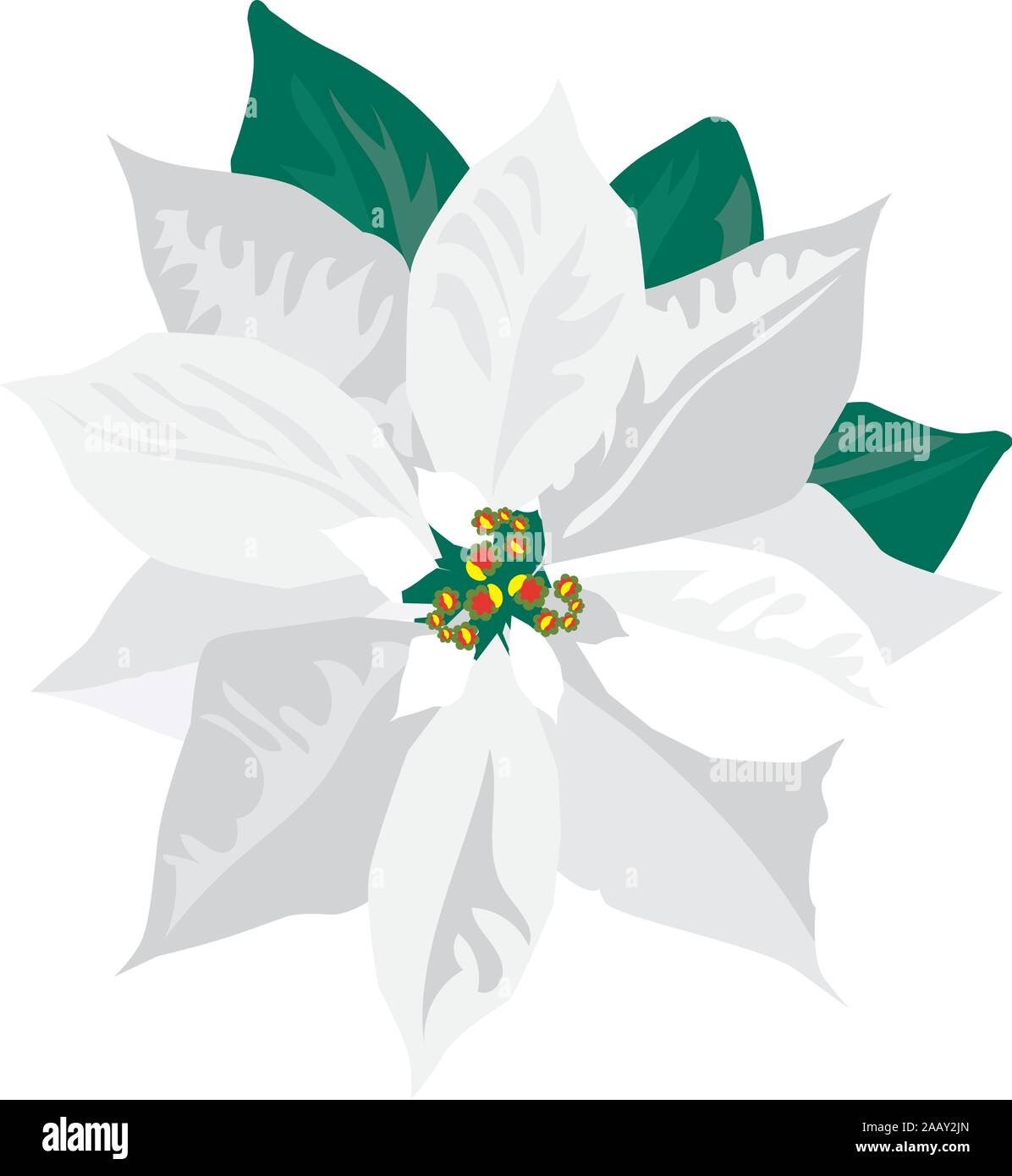 White Poinsettia Clip Art