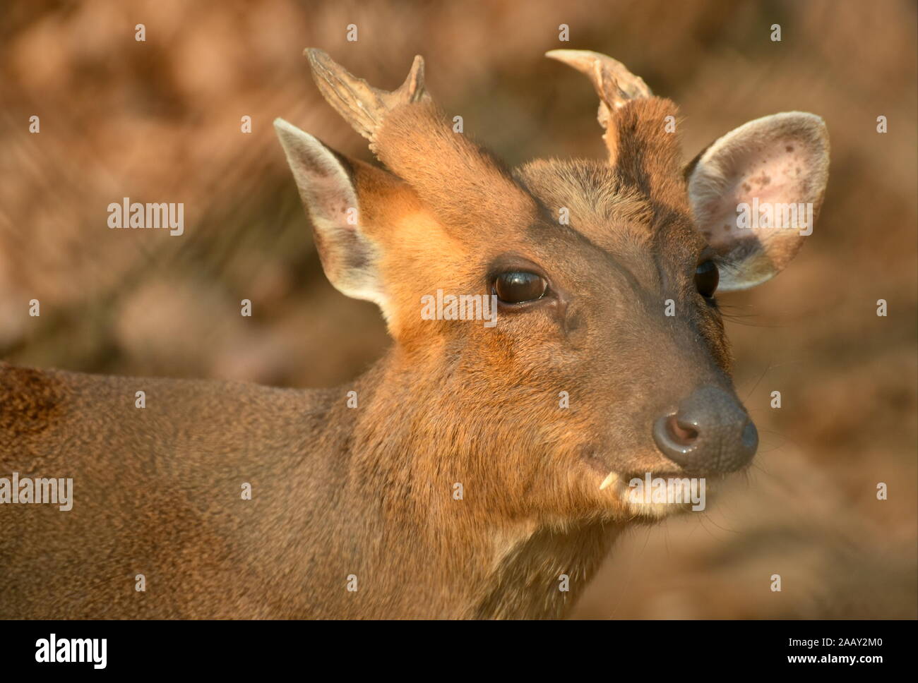 Muntjac Deer Full Grown