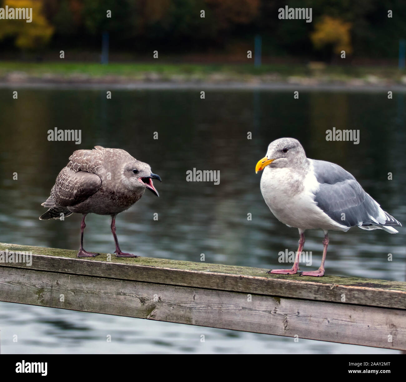 Two seagulls standing on pier railings, one seagull looks like ...