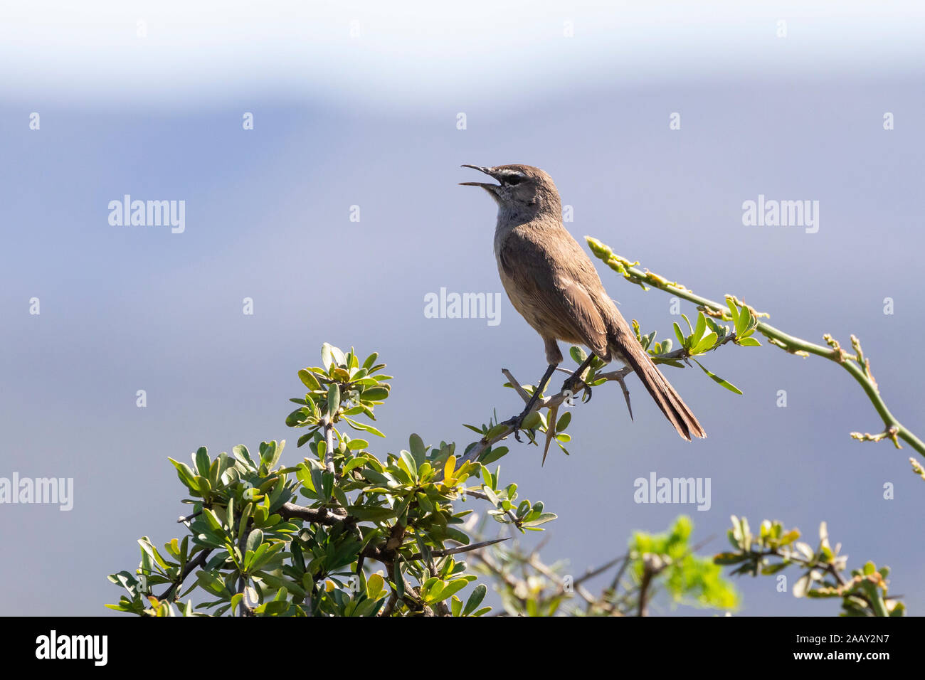 Karoo scrub robin (Cercotrichas coryphoeus) Addo Elephant National Park ...