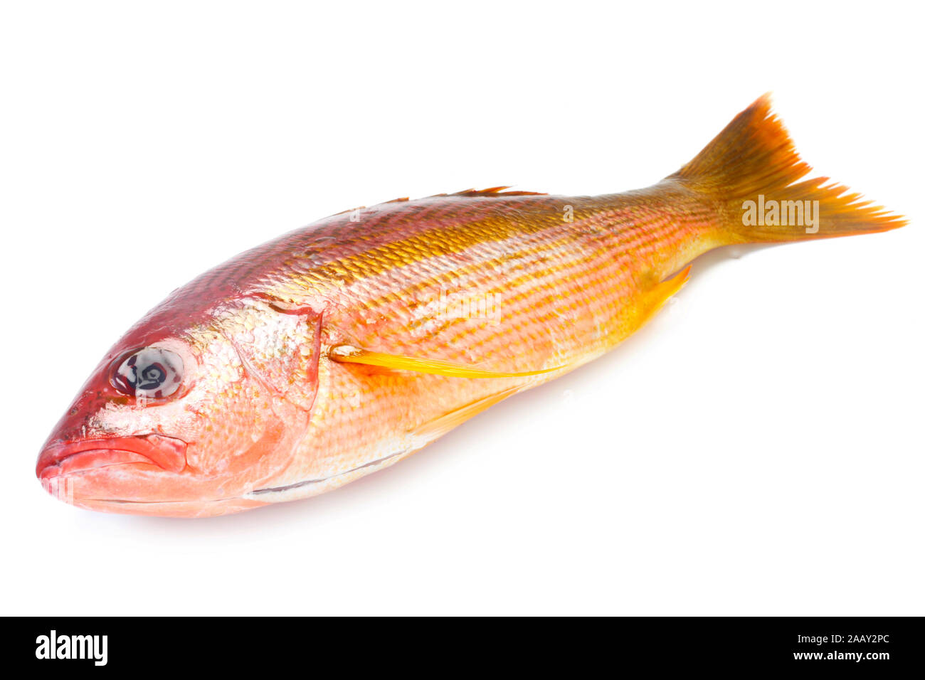 Whole Red Snapper Isolated On White Stock Photo - Alamy