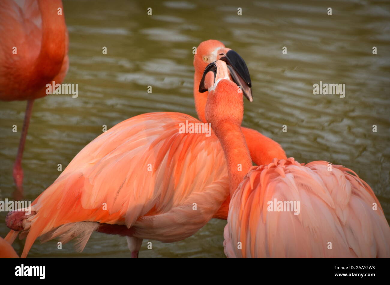 Two beautifully colored flamingos either playing or fighting with their ...