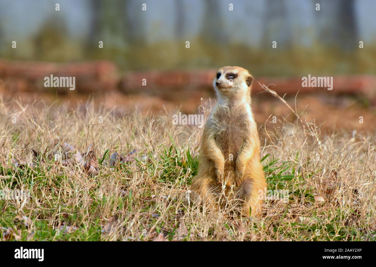 Single meerkat or suricate standing looking away with hands on its ...