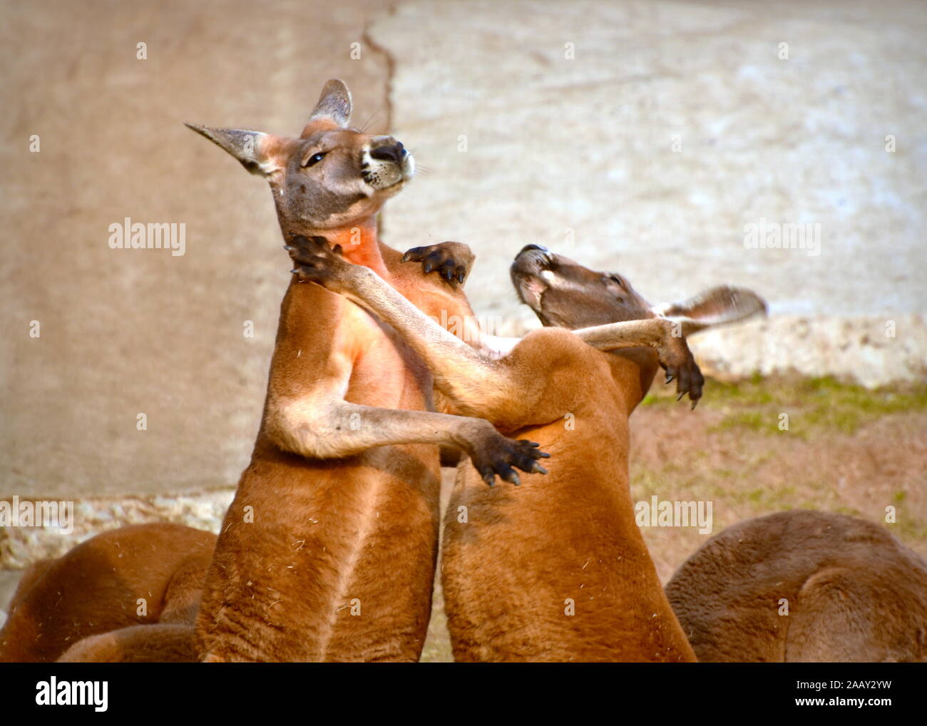 Kangaroos fighting hi-res stock photography and images - Alamy