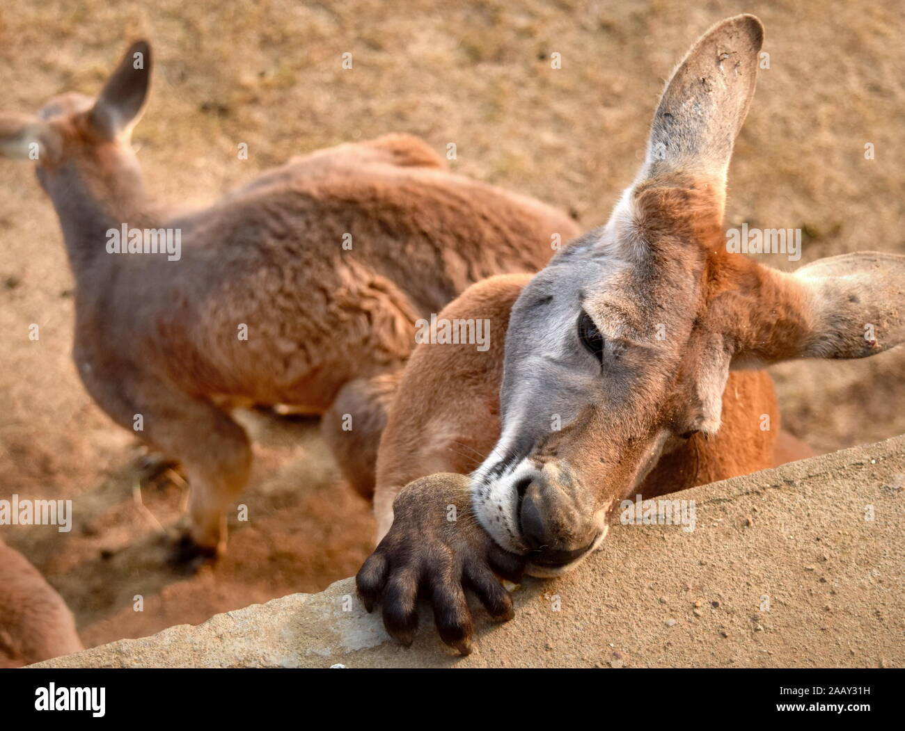 Red kangaroo head detail while reaching out for food Stock Photo - Alamy