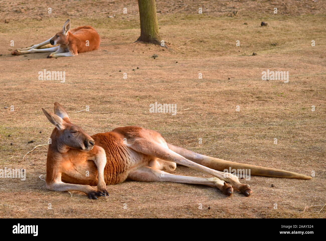Red kangaroo lying down on the ground relaxing in the sun Stock Photo ...