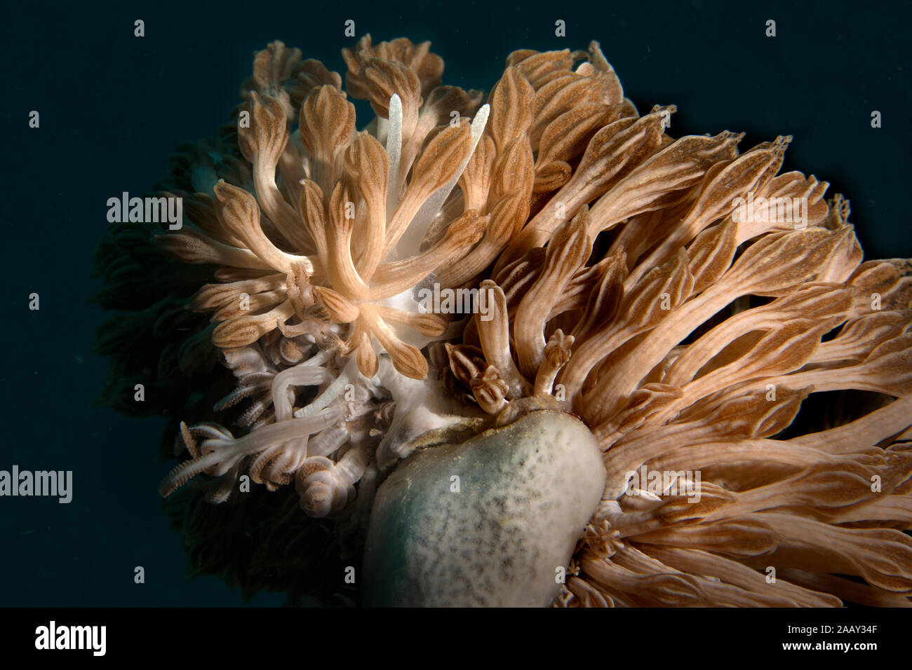 Nudibranch Phyllodesmium rudmani - master of camouflage. Underwater ...