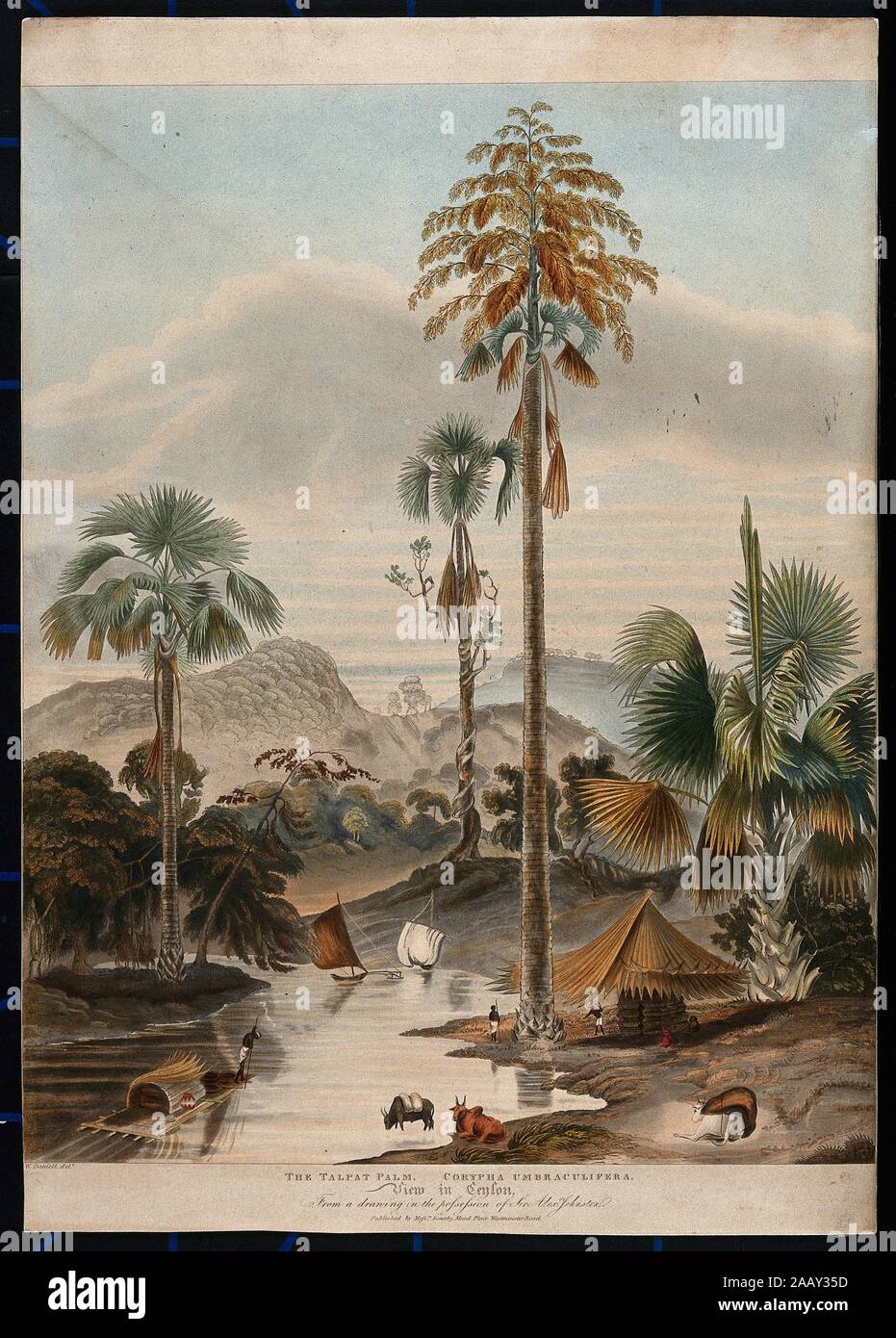 Talipot Palm Tree High Resolution Stock Photography and Images - Alamy