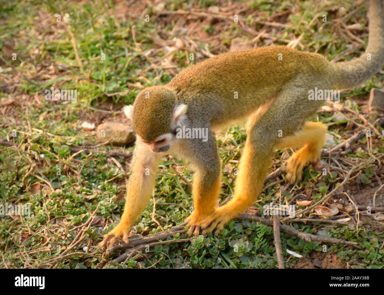 Yellow squirrel monkey walking on the ground Stock Photo - Alamy