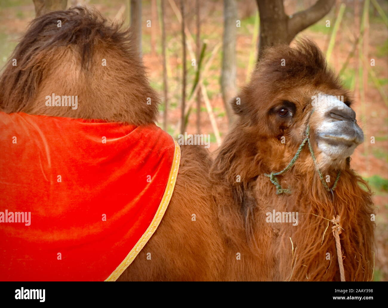 Camel looking at camera hi-res stock photography and images - Alamy