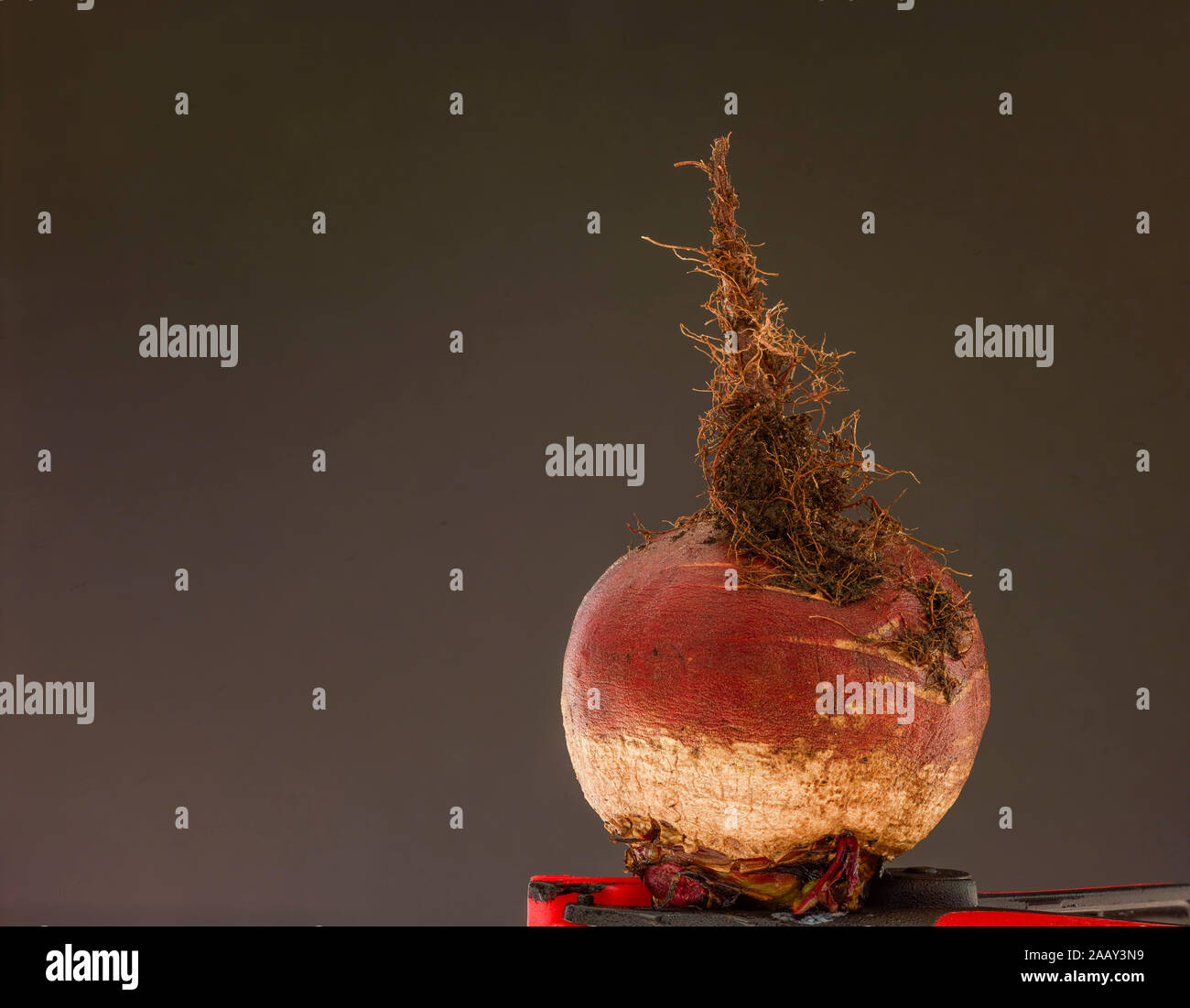 Beetroot vegetable food portrait still-life on plain background Stock ...