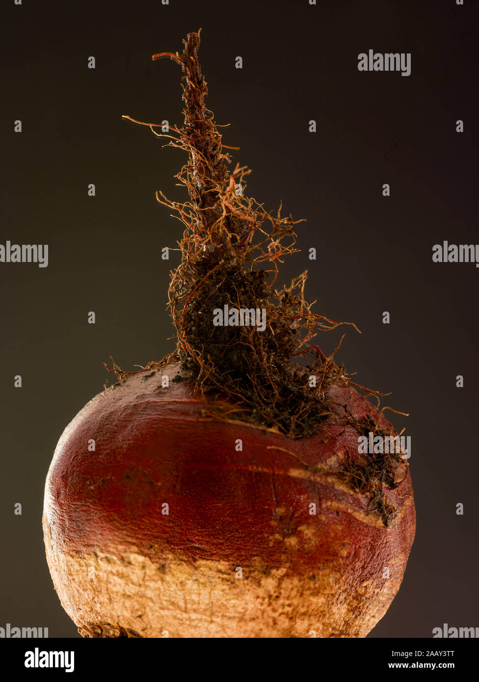 Beetroot vegetable food portrait still-life on plain background Stock ...