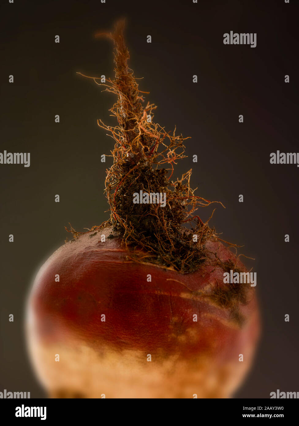 Beetroot vegetable food portrait still-life on plain background Stock ...
