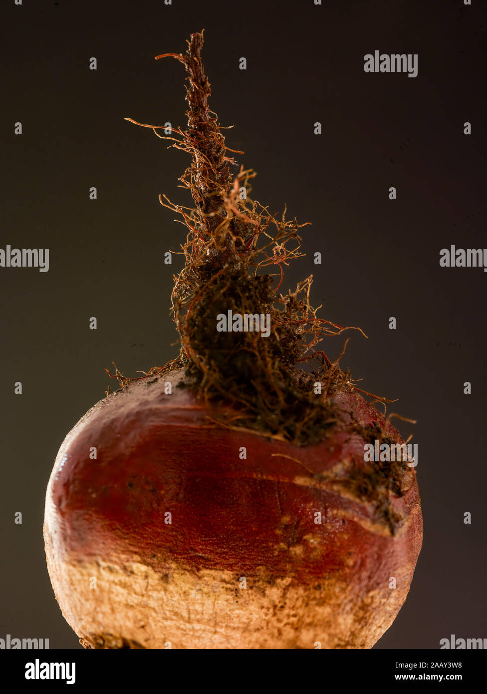 Beetroot vegetable food portrait still-life on plain background Stock ...