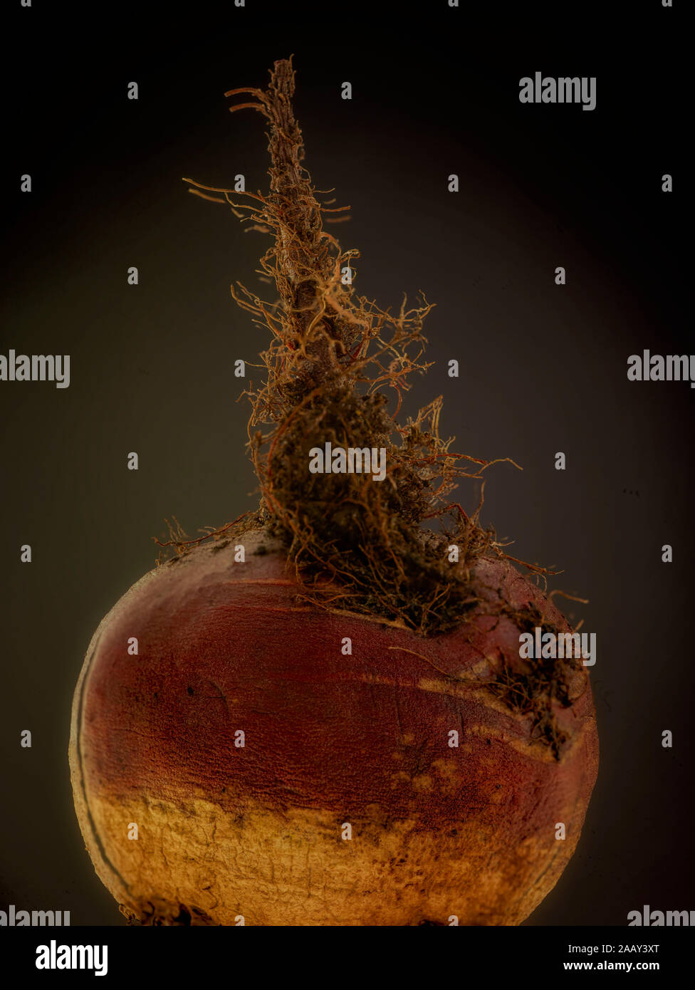 Beetroot vegetable food portrait still-life on plain background Stock ...
