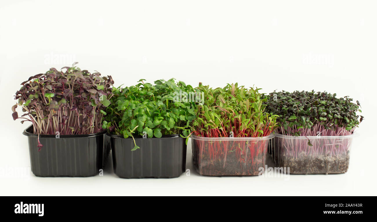 Different Sprouted seeds in pots isolated on white Stock Photo - Alamy
