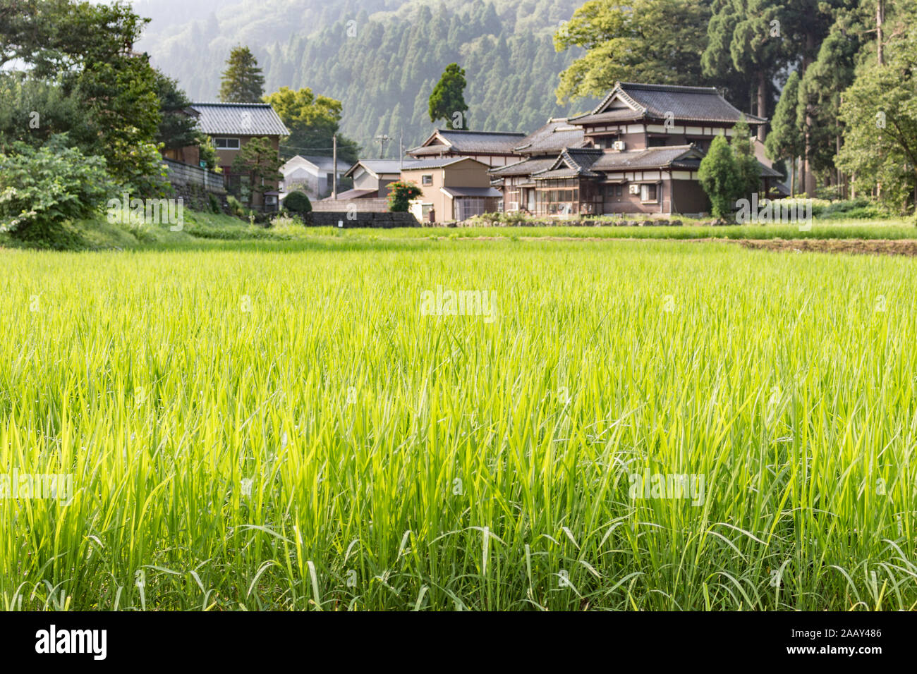 Summer view of countryside farm buildings and rice paddy field, ready ...
