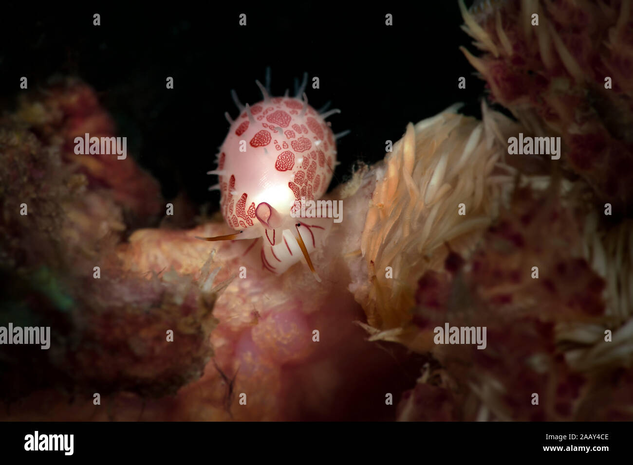 Sea snail Diminovula culmen. Underwater macro photography from Romblon ...