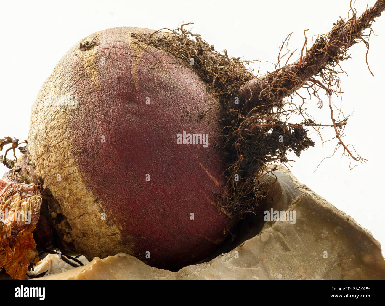 Beetroot vegetable food portrait still-life on plain background Stock ...