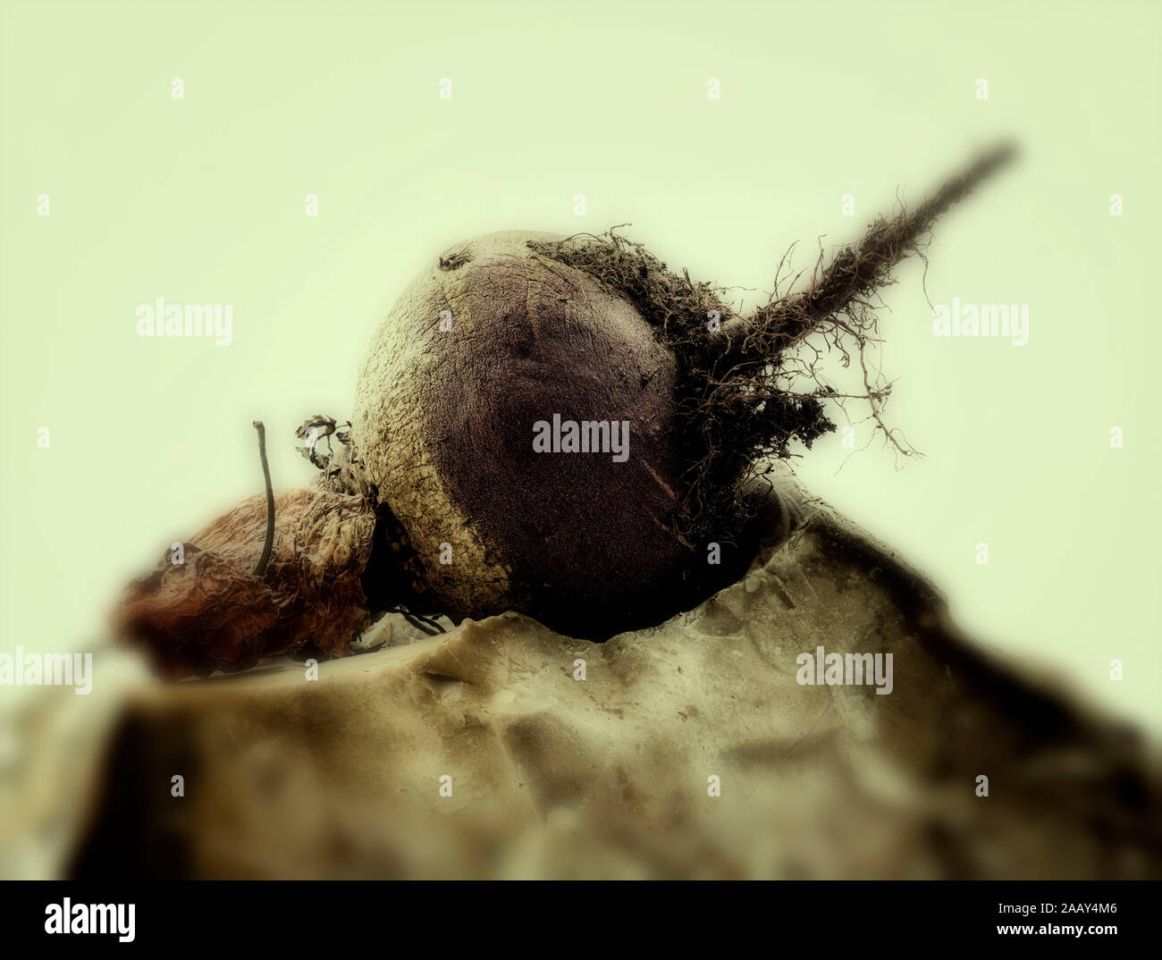 Beetroot vegetable food portrait still-life on plain background Stock ...