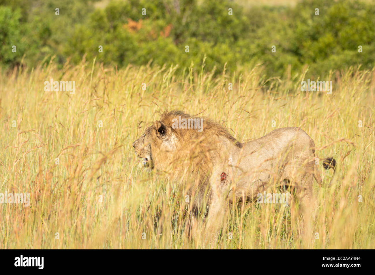 Wounded lion hi-res stock photography and images - Alamy