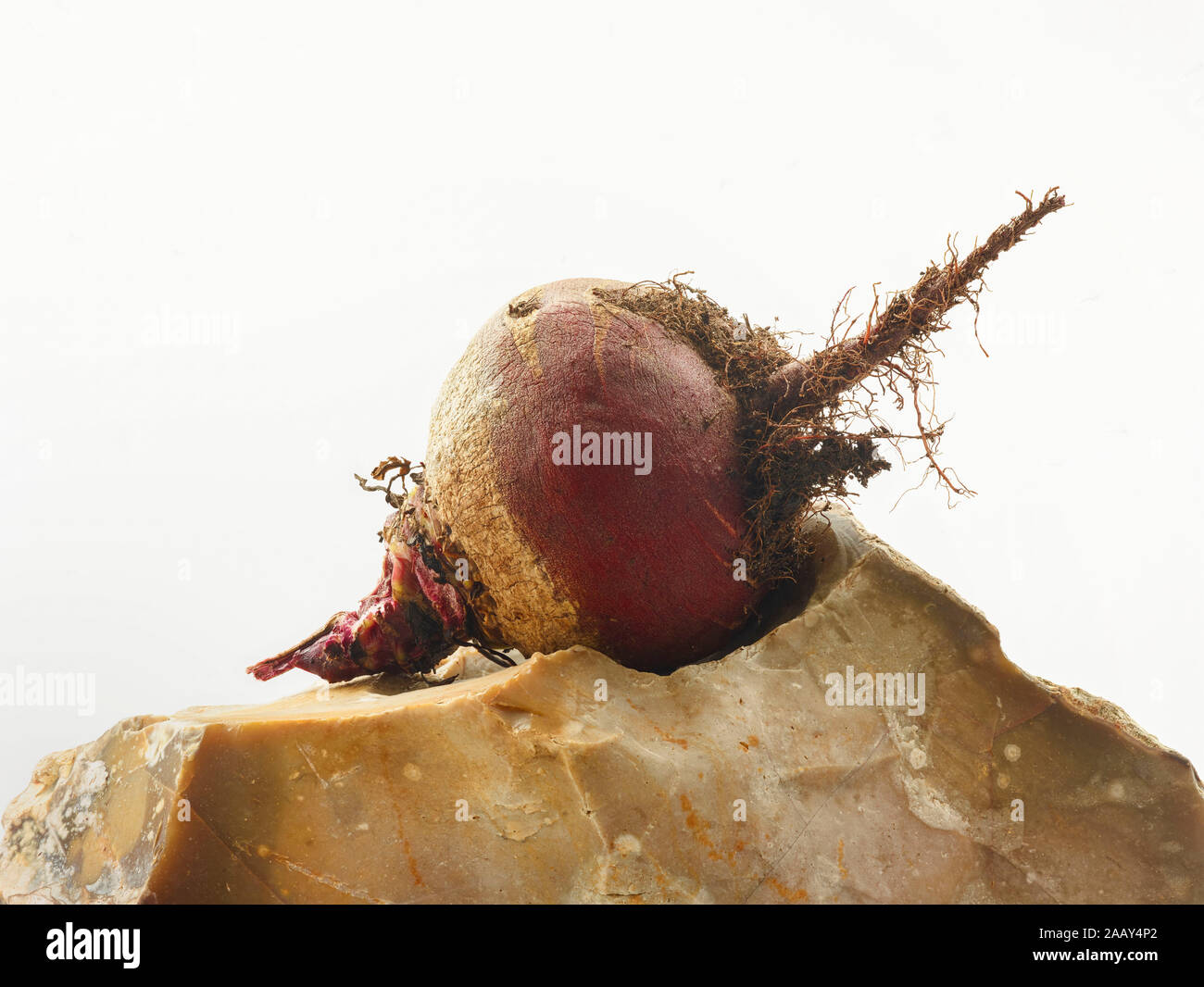 Beetroot vegetable food portrait still-life on plain background Stock ...