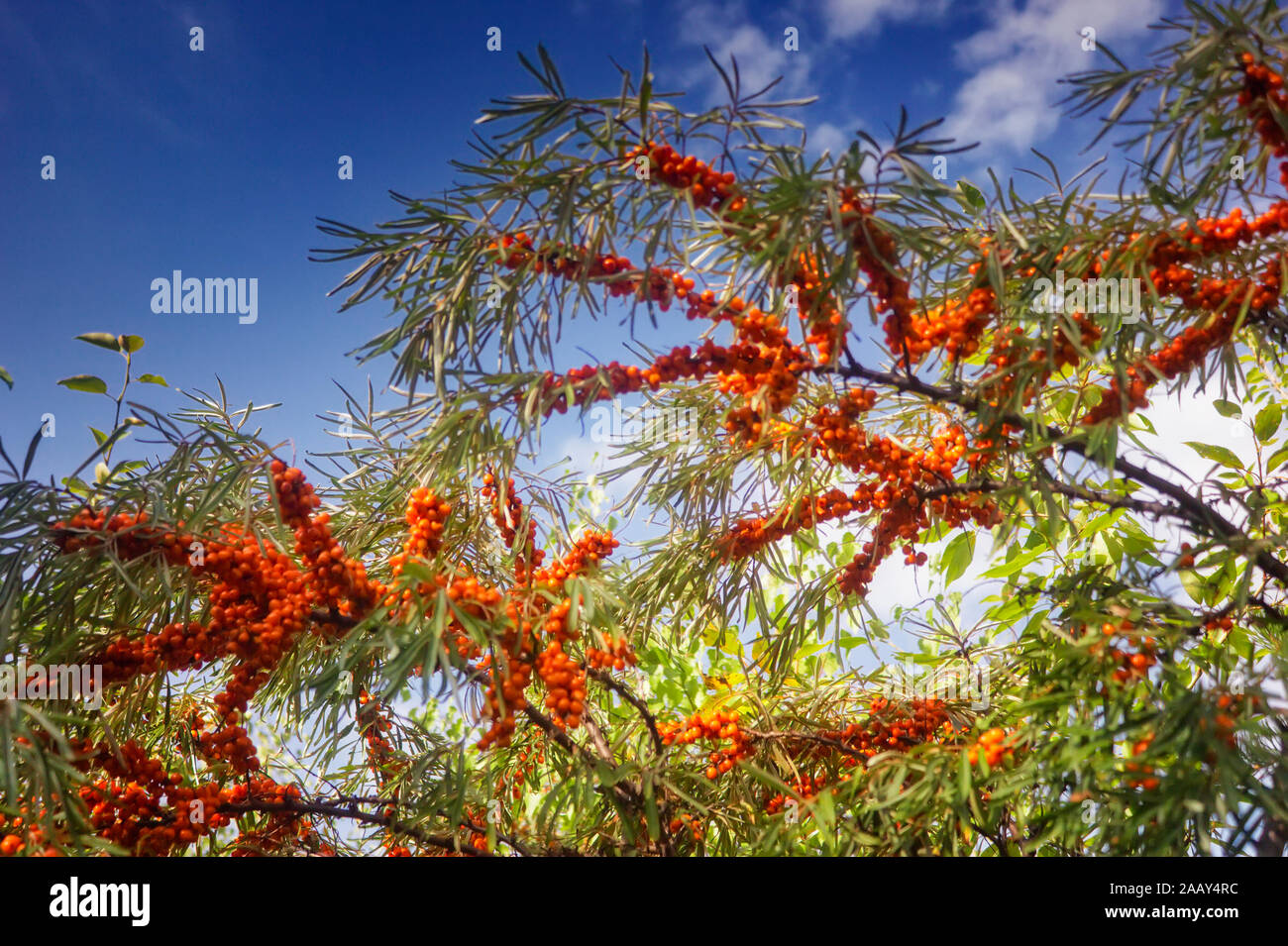 Hippophae rhamnoides known as common sea Stock Photo - Alamy