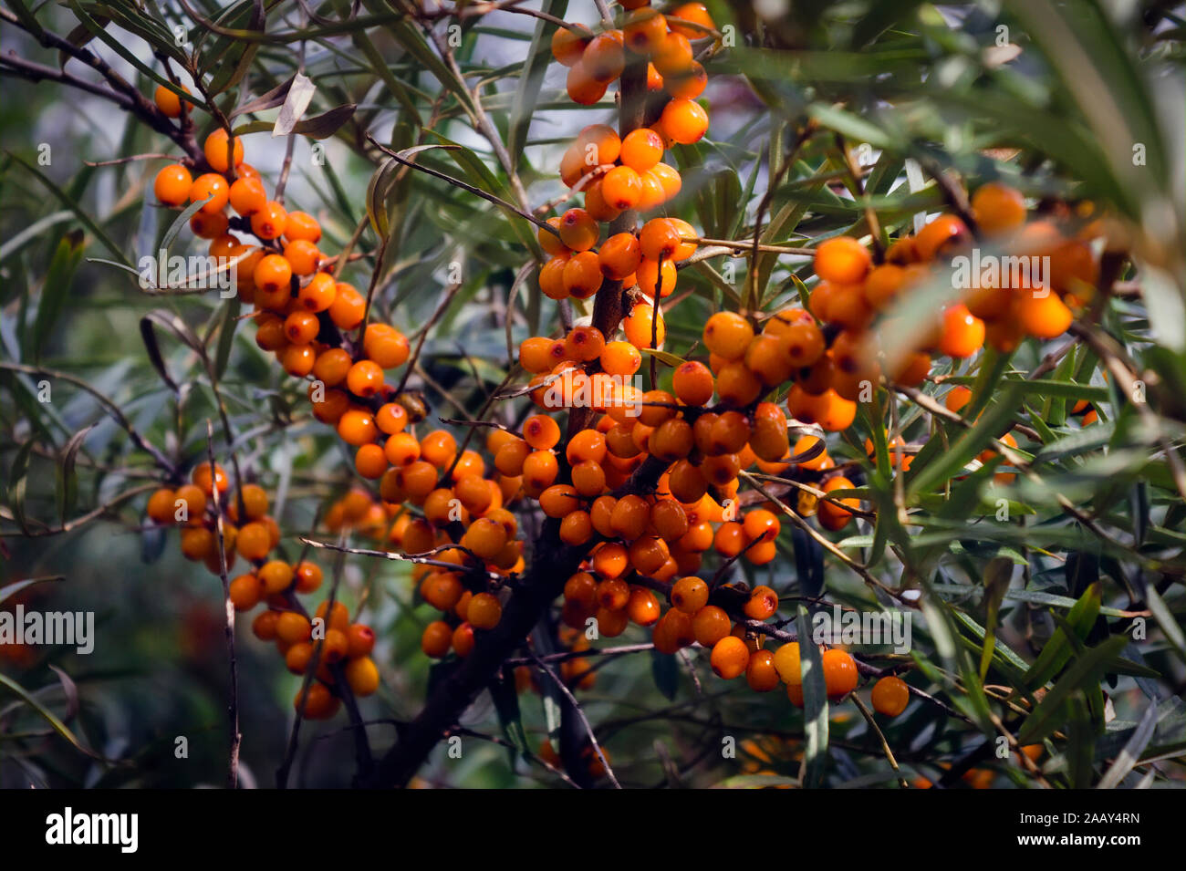 Hippophae rhamnoides known as common sea Stock Photo - Alamy