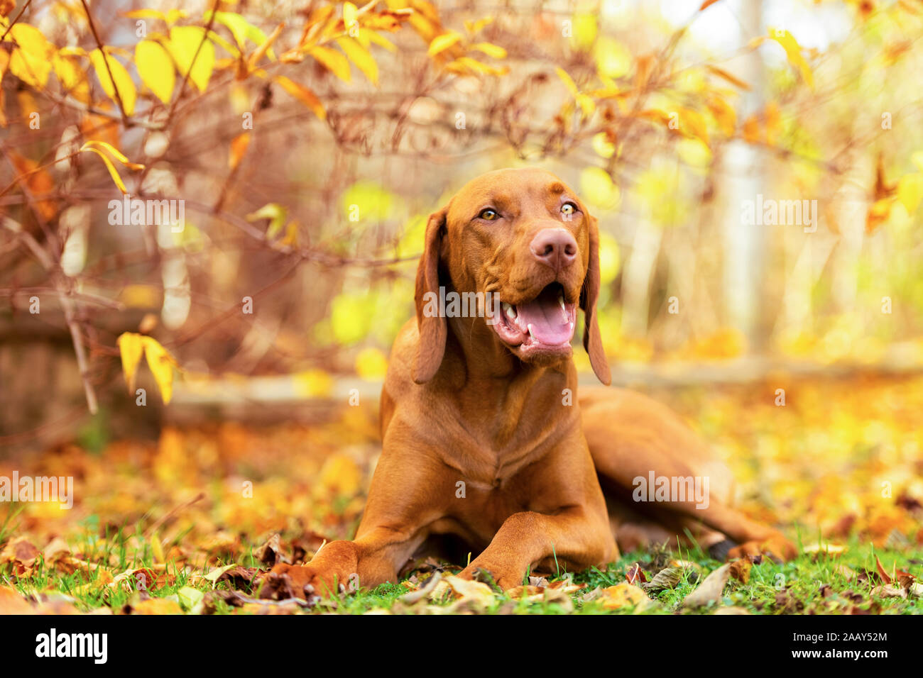 Cute hungarian vizsla puppy smiling in beautiful fall garden. Happy ...