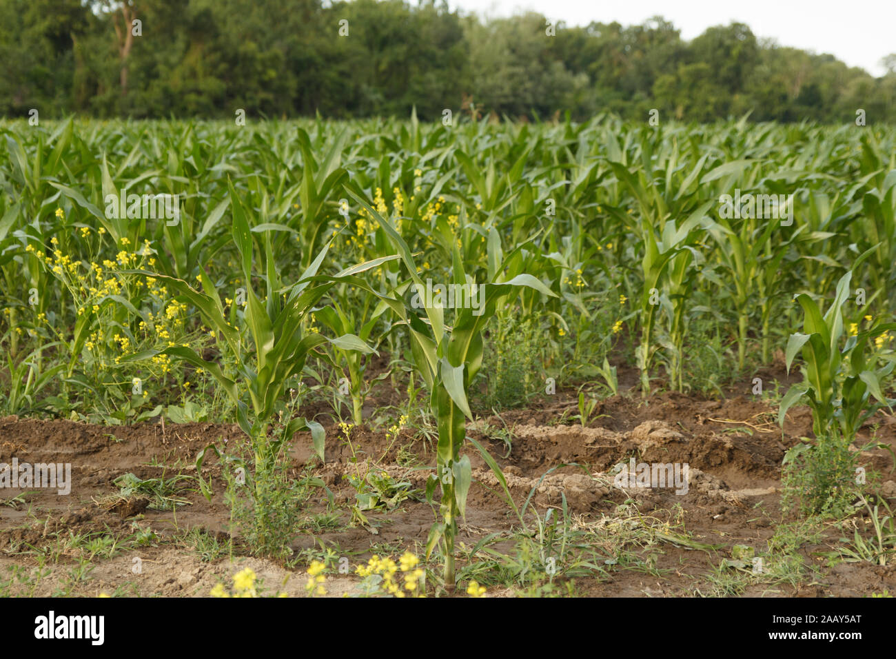 Corn stalks in corn field hi-res stock photography and images - Alamy