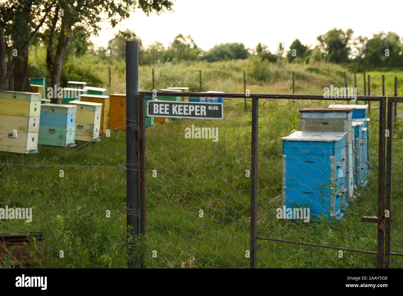 Beehive in colorful wooden boxes under the trees in wood. Rural area ...