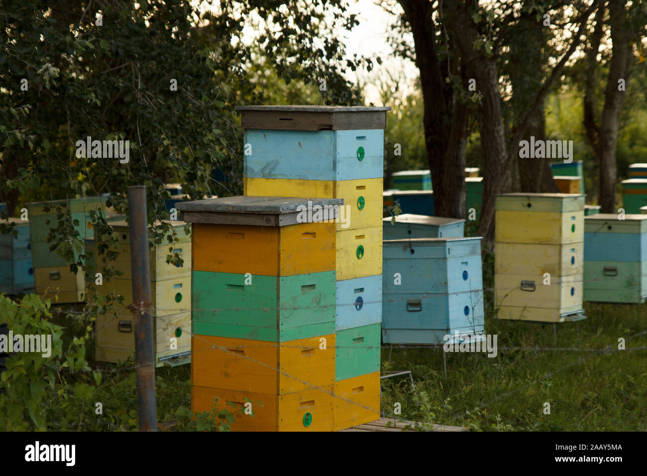 Beehive in colorful wooden boxes under the trees in wood. Rural area ...