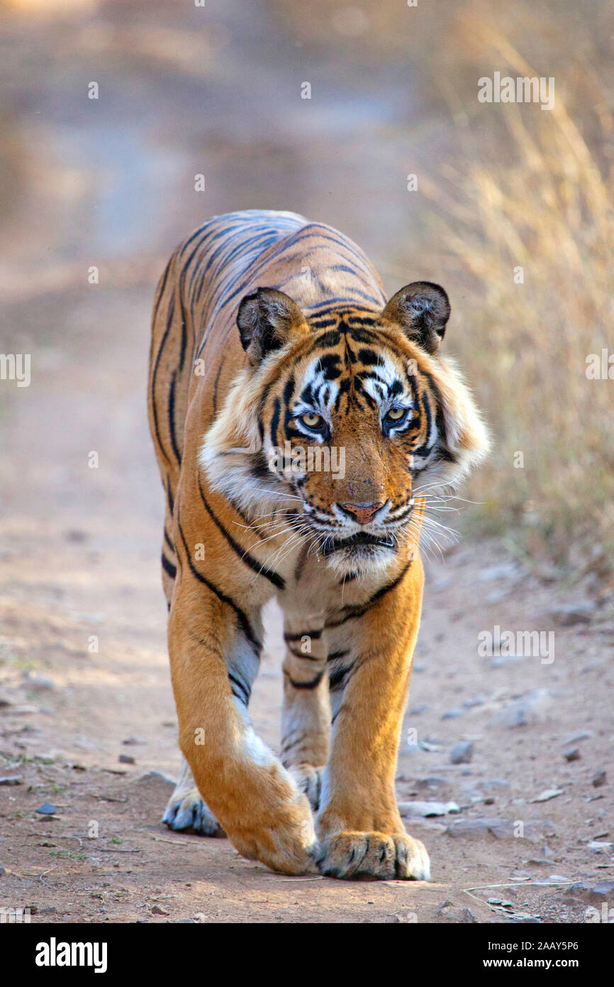 Indischer Tiger - Bengal Tiger Stock Photo - Alamy