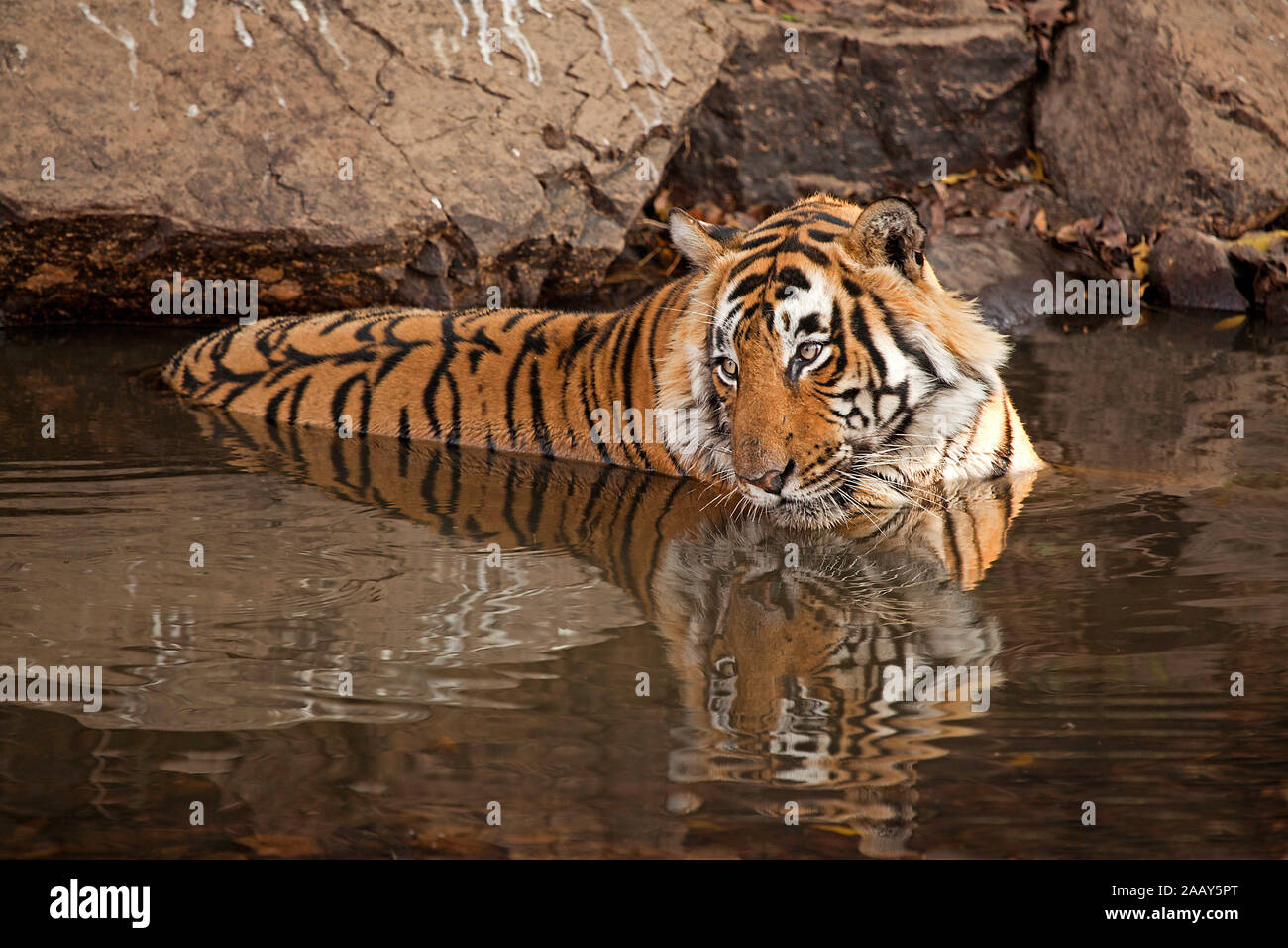 Indischer tiger hi-res stock photography and images - Alamy