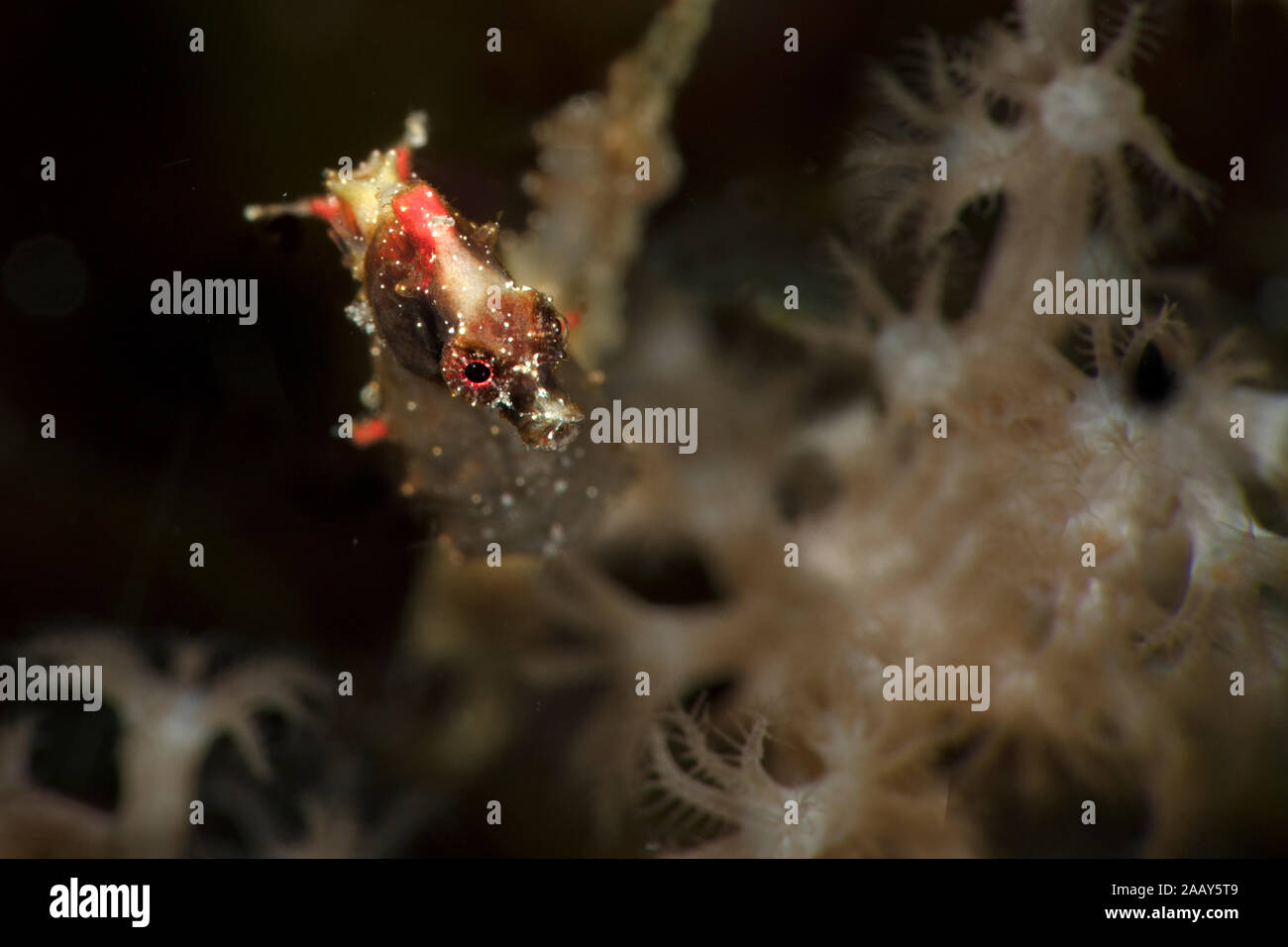 Pontoh's pygmy seahorse (Hippocampus pontohi). Underwater macro ...