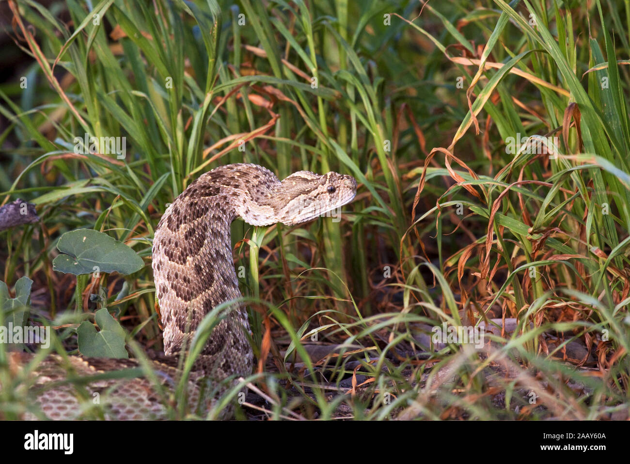 Puffotter Bitis Puff adder in Drohstellung Kalahari Suedafrika Stock ...