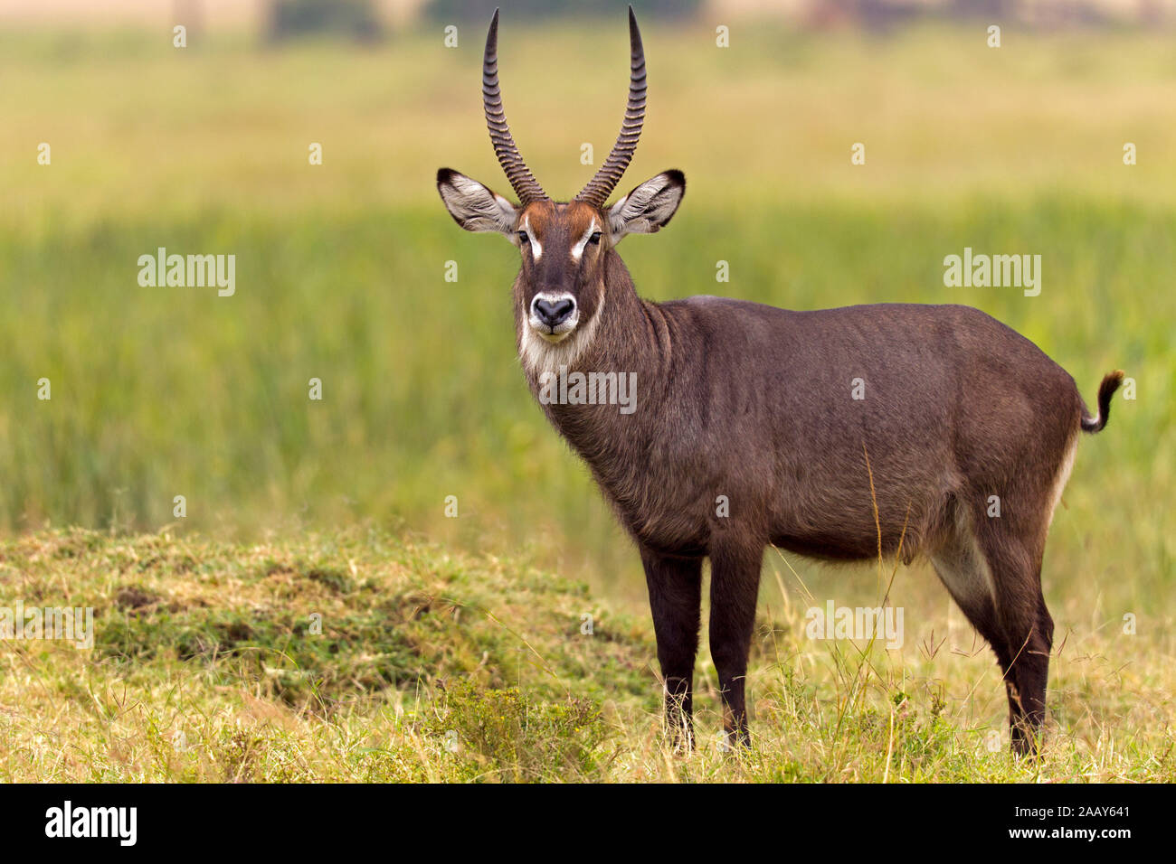 Wasserbock afrika hi-res stock photography and images - Alamy